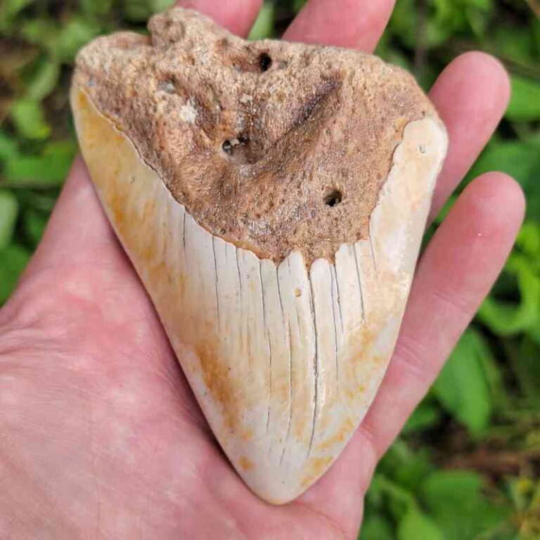 Natural South Pacific Megalodon Teeth | JTS Shark Teeth
