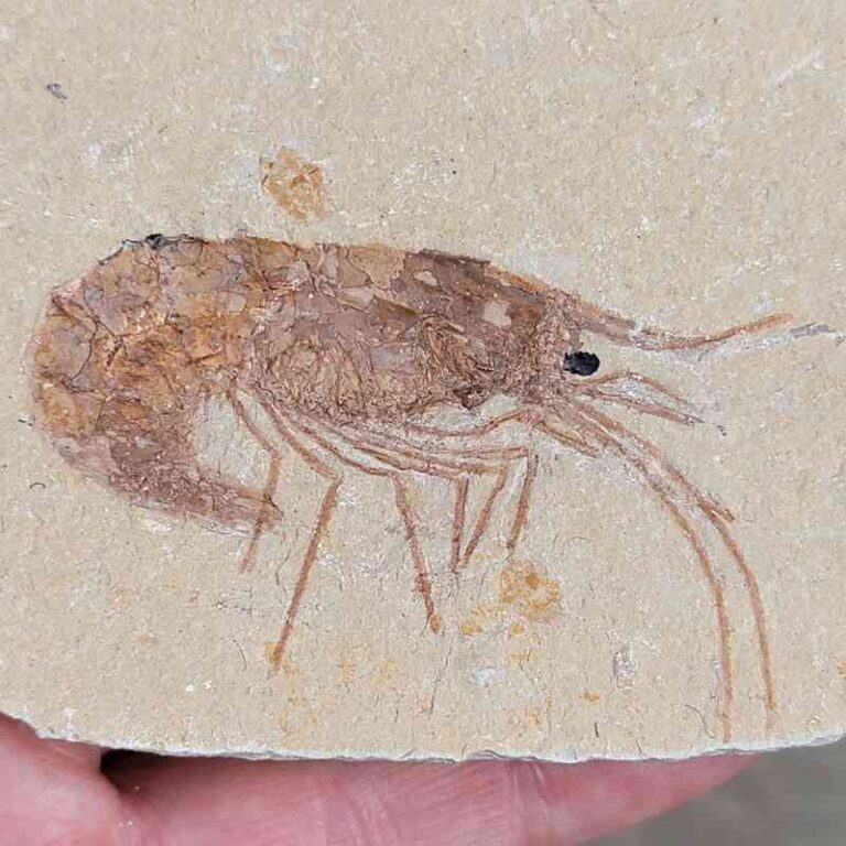 Lebanese Fossil Shrimp for Sale | Authentic Cretaceous Fossil