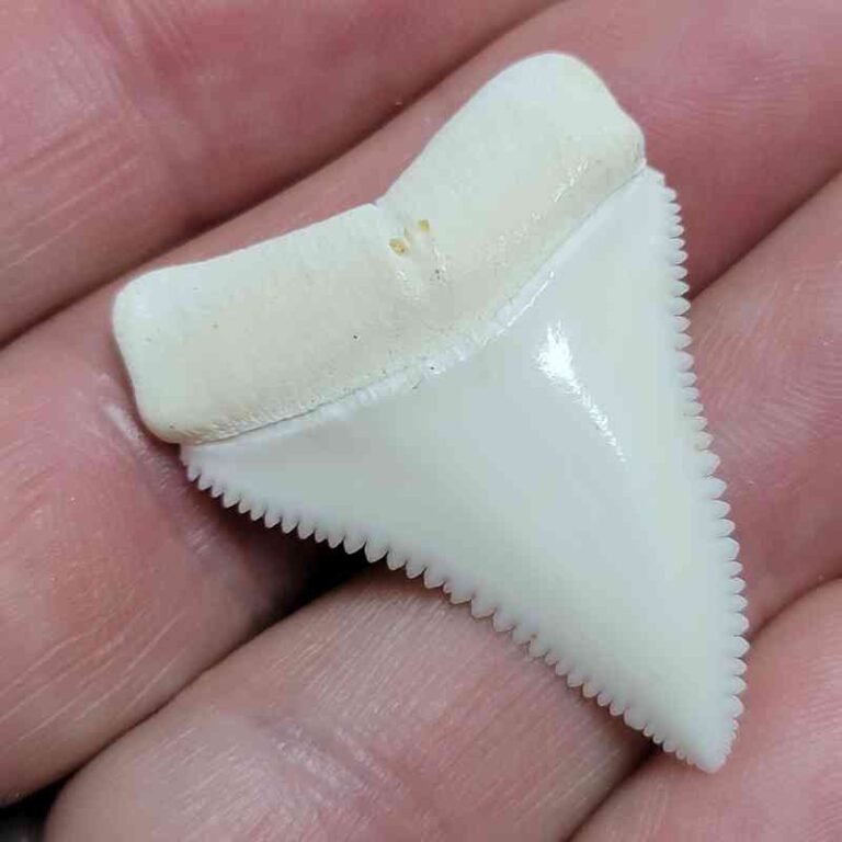 Modern Great White Shark Tooth - MGW33 | JTSSHARKSTEETH.COM